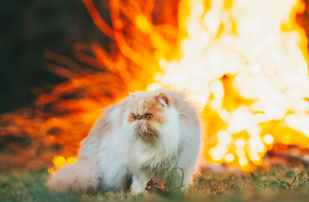 10 Best Pet Fire Safety Tips to Keep Your Pets Safe