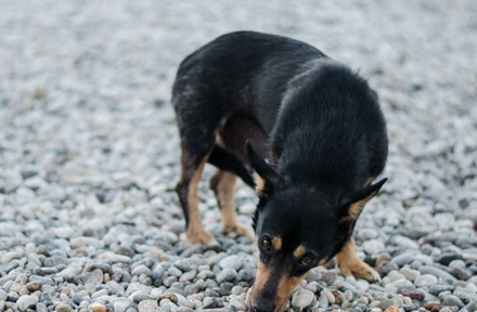 Why Do Dogs Sniff Everything?