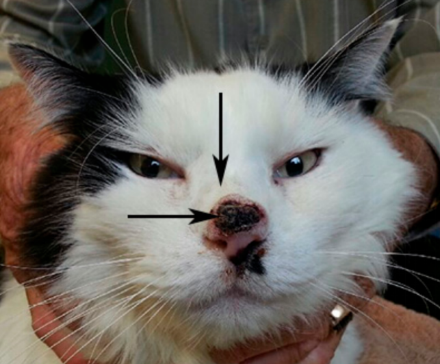 Squamous Cell Carcinoma In Cats What Every Cat Owner Should Know Squamous Cell Carcinoma In Cats What Every Cat Owner Should Know
